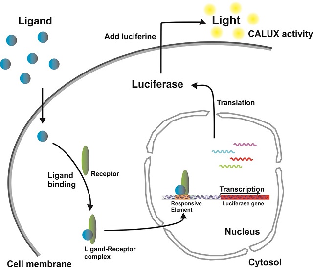 Assay principle – Bio Detection Systems